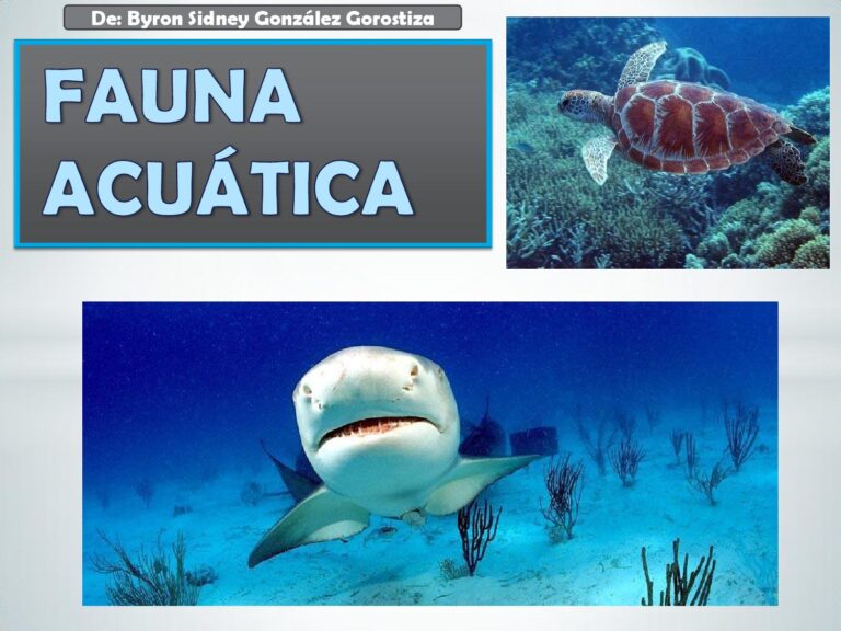 Descubre la diversidad y belleza de la ictiofauna de Mbini Pueblo