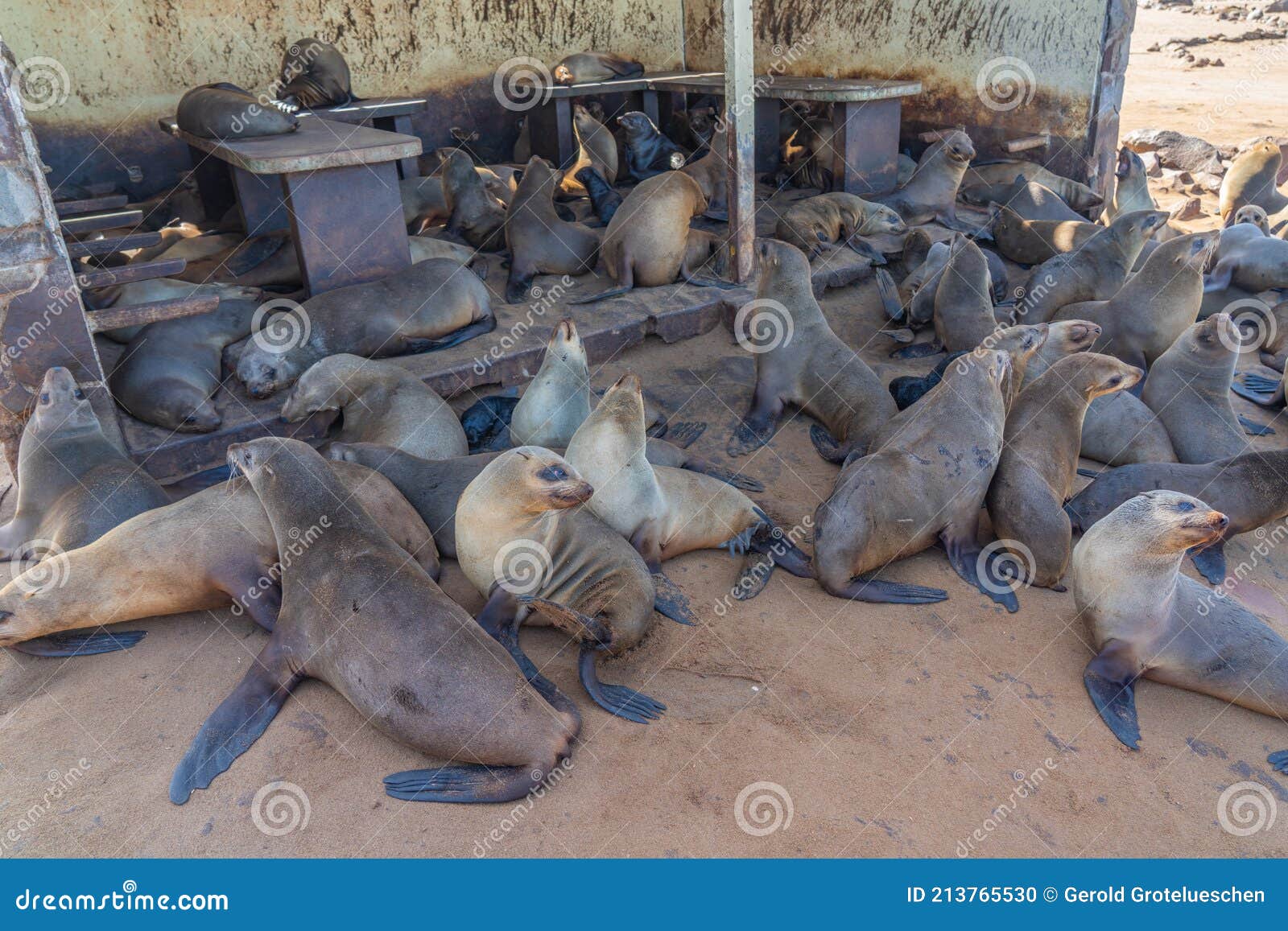 Descubre la abundante y diversa ictiofauna de Cabo Cross