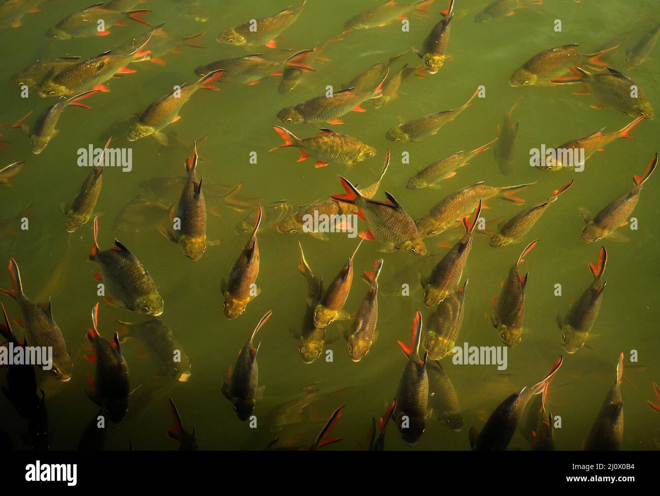 Explorando la asombrosa riqueza de la ictiofauna en Kanchanaburi