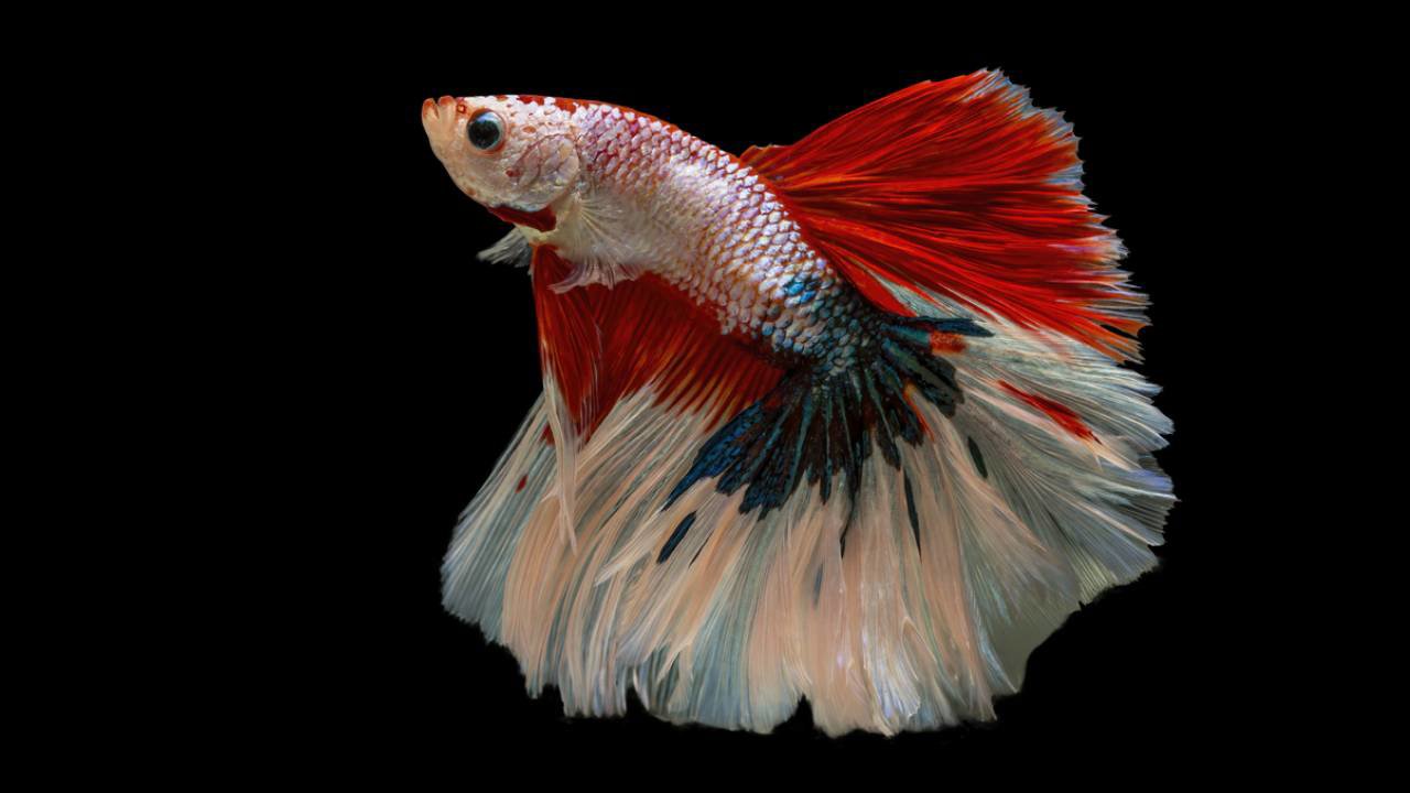 La fascinante ciencia de la ictiología: estudia los peces al detalle